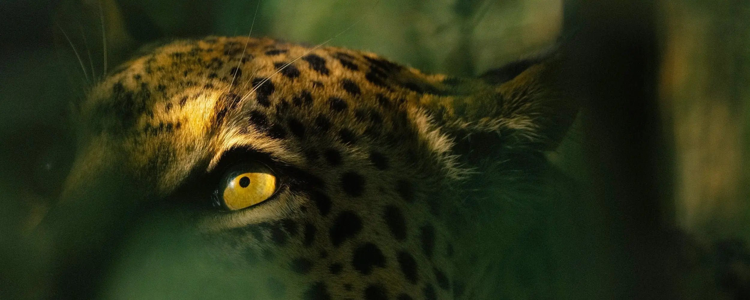 WILDLIFE Photography Collection | Limited Edition Framed Fine Art ...